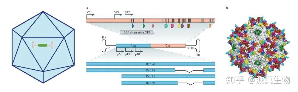 基础干货丨一文了解腺相关病毒（AAV） - 知乎