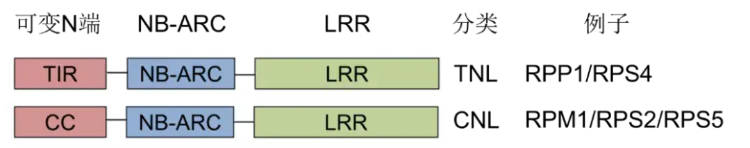 以“不变”应万变：植物免疫受体NLR的结构组成 - 知乎