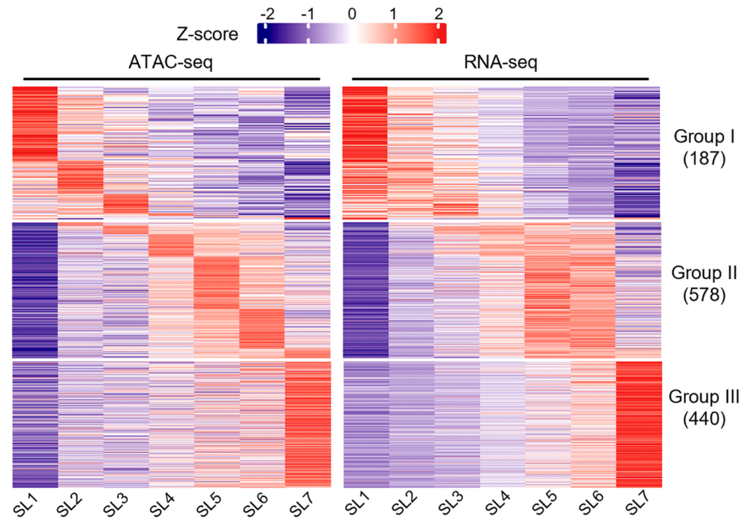 ATAC-seq和RNA-seq联合分析获得转录因子 - 知乎