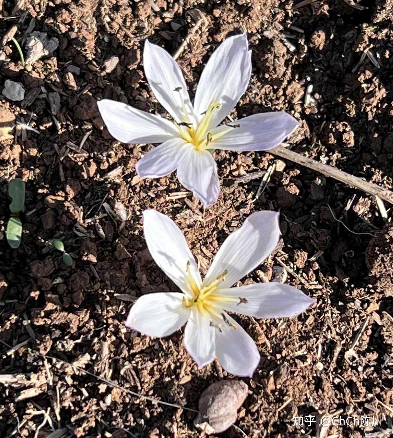 多肉植物全图鉴17：秋水仙科（Colchicaceae），秋水仙属（Colchicum） 原始种A-H - 知乎