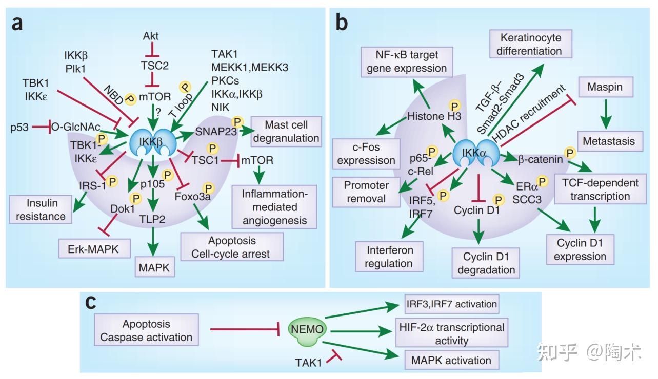 快速了解NF-κB 通路 - 知乎