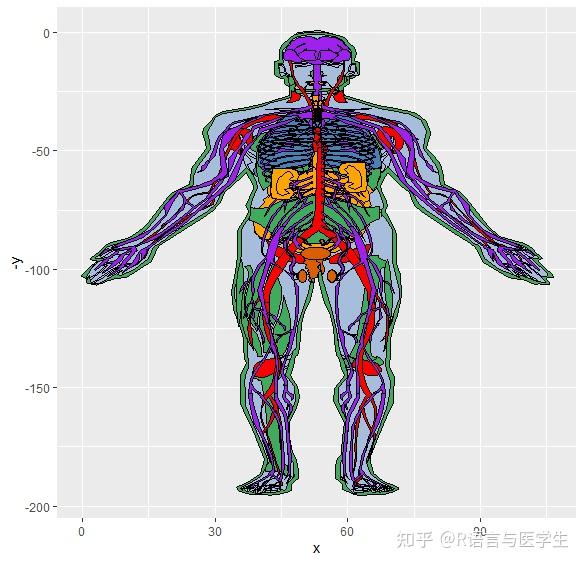 R语言绘图—人体器官组织图（1） - 知乎