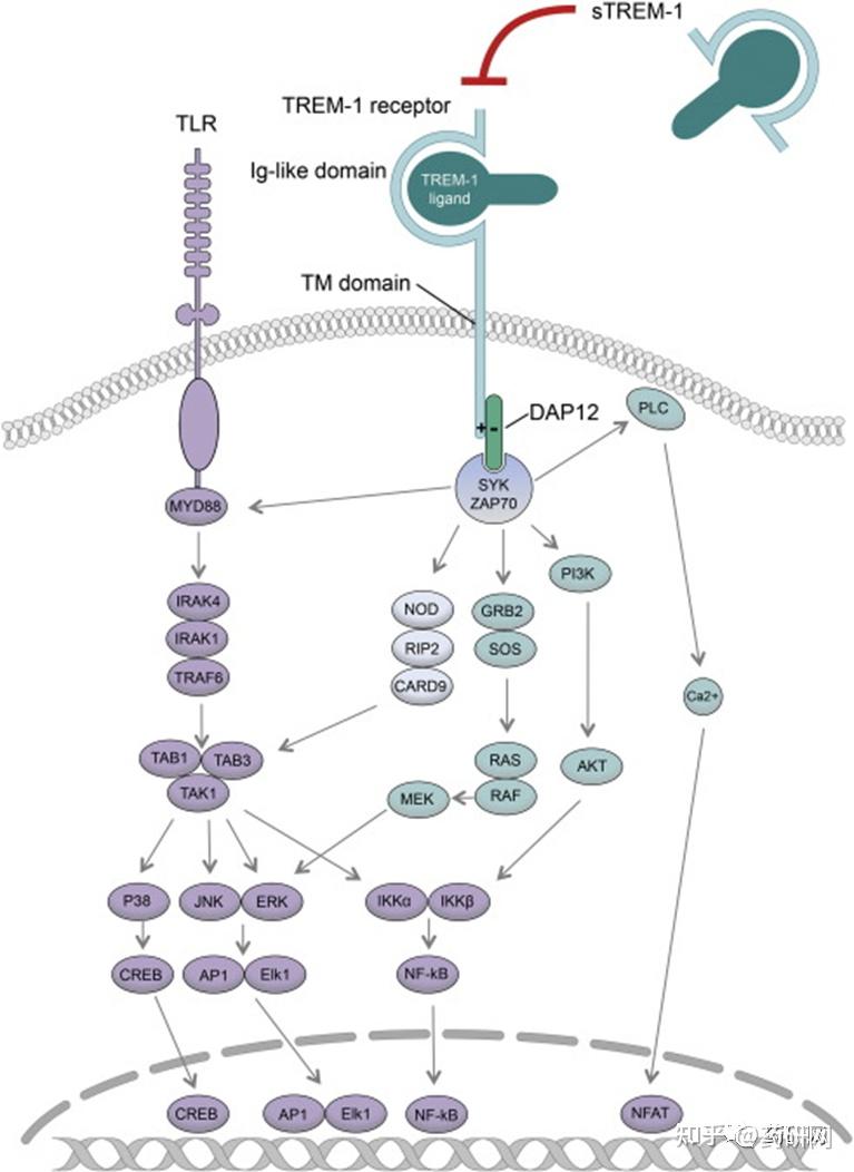 TREM1、TREM2丨髓系细胞表面受体的异军突起 - 知乎