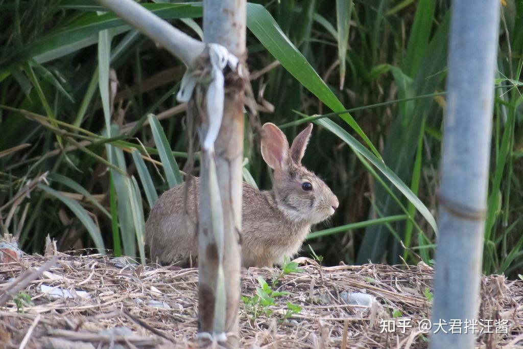 中国的兔子从哪儿来？是如何起源的？ - 知乎