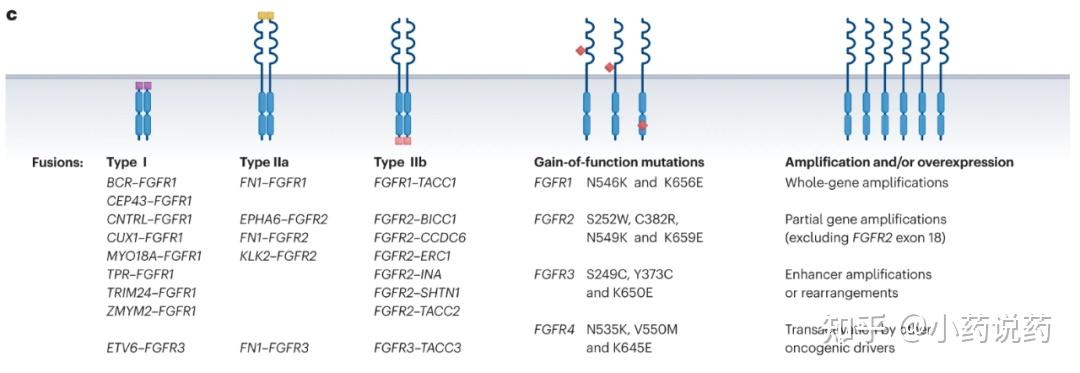 FGFR靶向治疗的临床进展 - 知乎