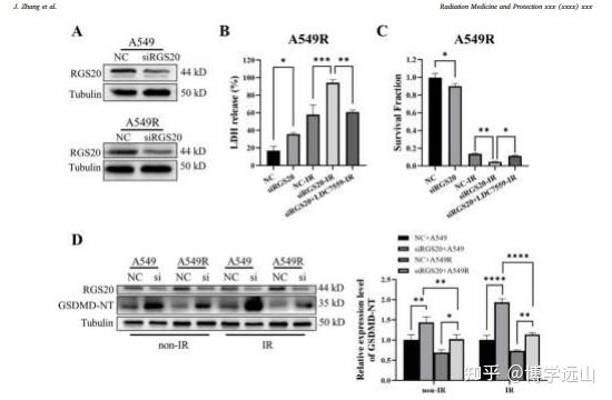 复旦大学RFect siRNA试剂在A549细胞株转染中的应用研究 - 知乎