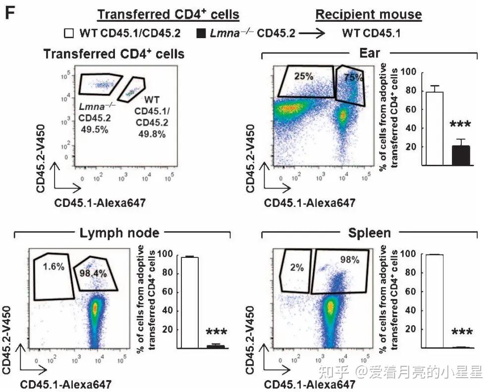 Lamin A/C是什么意思 ，是在western blot 背景中的？ - 知乎