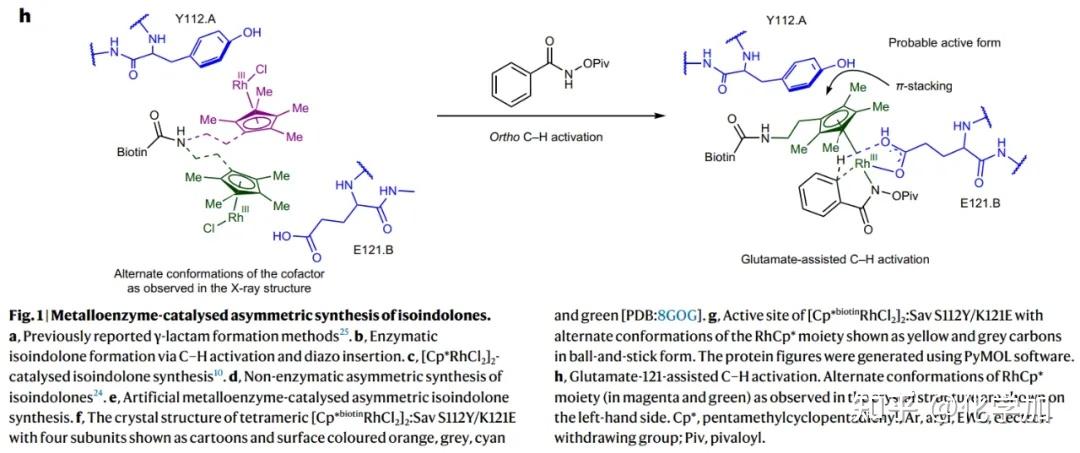 Nat. Synth.：Rh(III)人工金属酶催化，实现异吲哚酮的对映发散合成 - 知乎