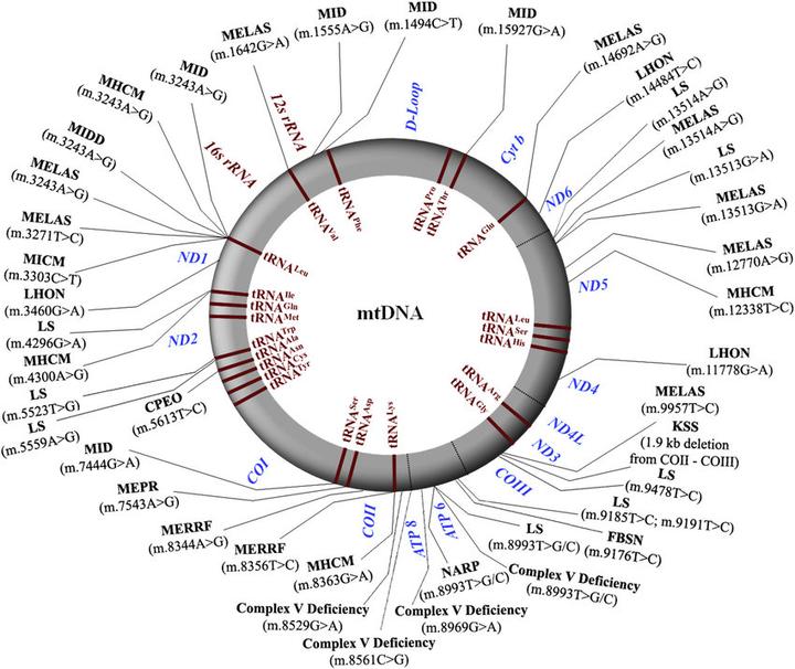 Leber视神经萎缩的靶向营养与生物光子干预思路 - 知乎