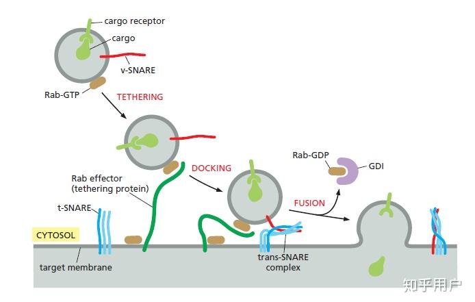 在囊泡转运中，SNARE和SNAREs有什么区别？ - 知乎
