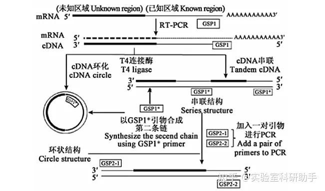 干货分享 | RACE，跑步？no，是cDNA末端快速扩增技术！ - 知乎