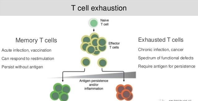 概述：T细胞耗竭（Exhaustion） - 知乎