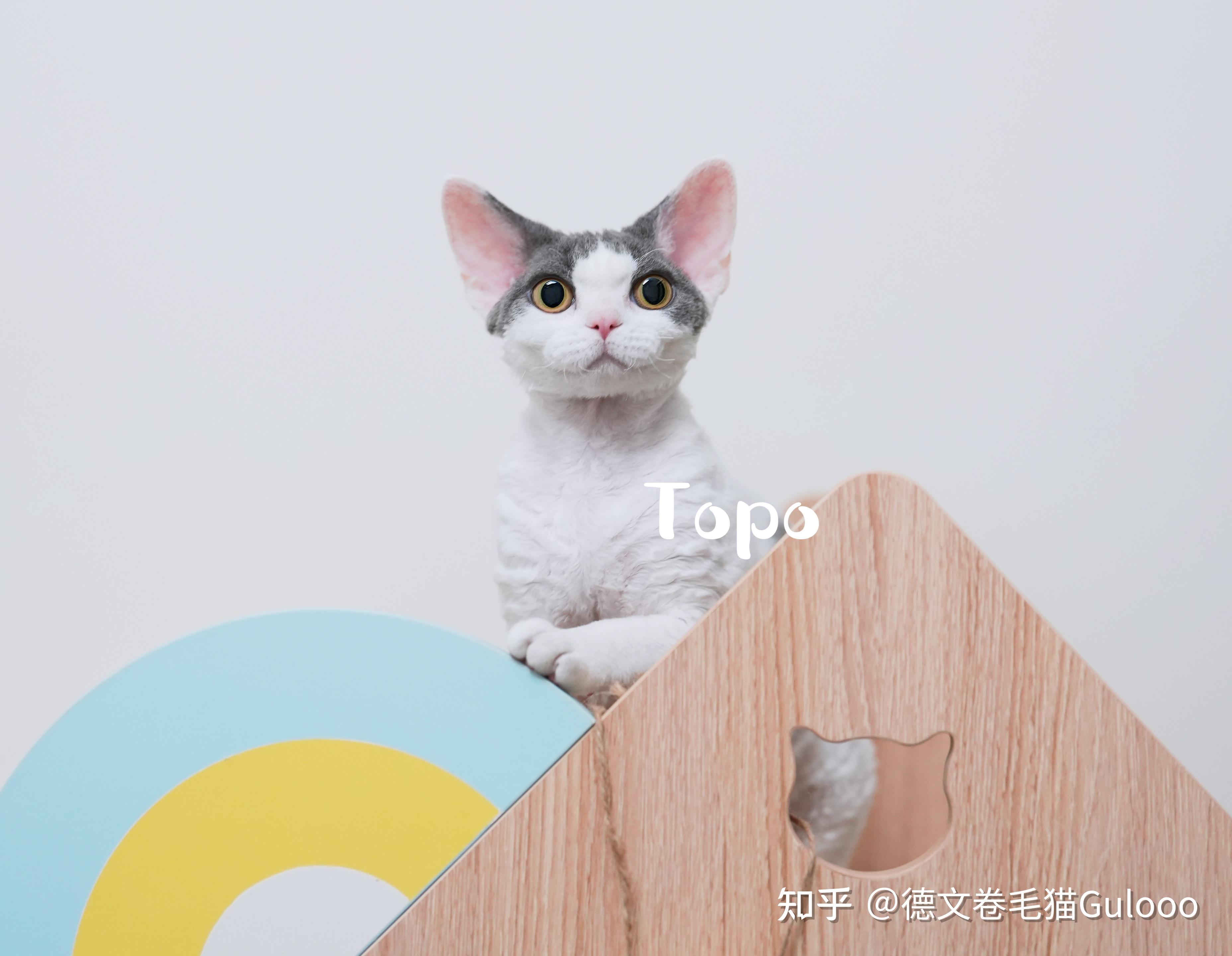 可以看一下你养得很好的猫猫吗？ - 知乎