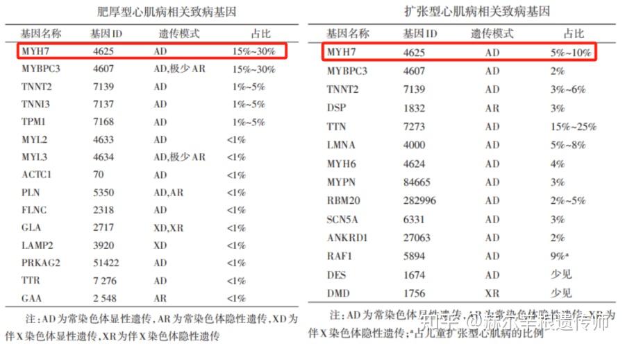 MYH7基因—表现最严重的遗传性肥厚性心肌病 - 知乎