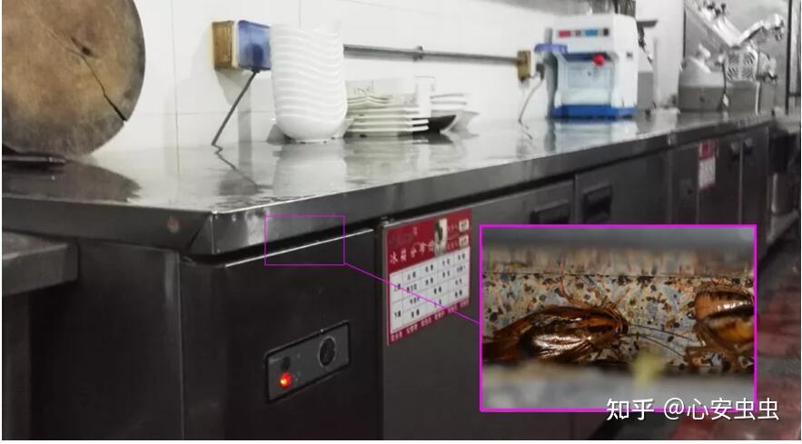 餐馆蟑螂最爱躲在哪儿？ - 知乎