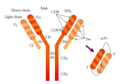 Single-Chain Fragment Variable (ScFv) - 知乎