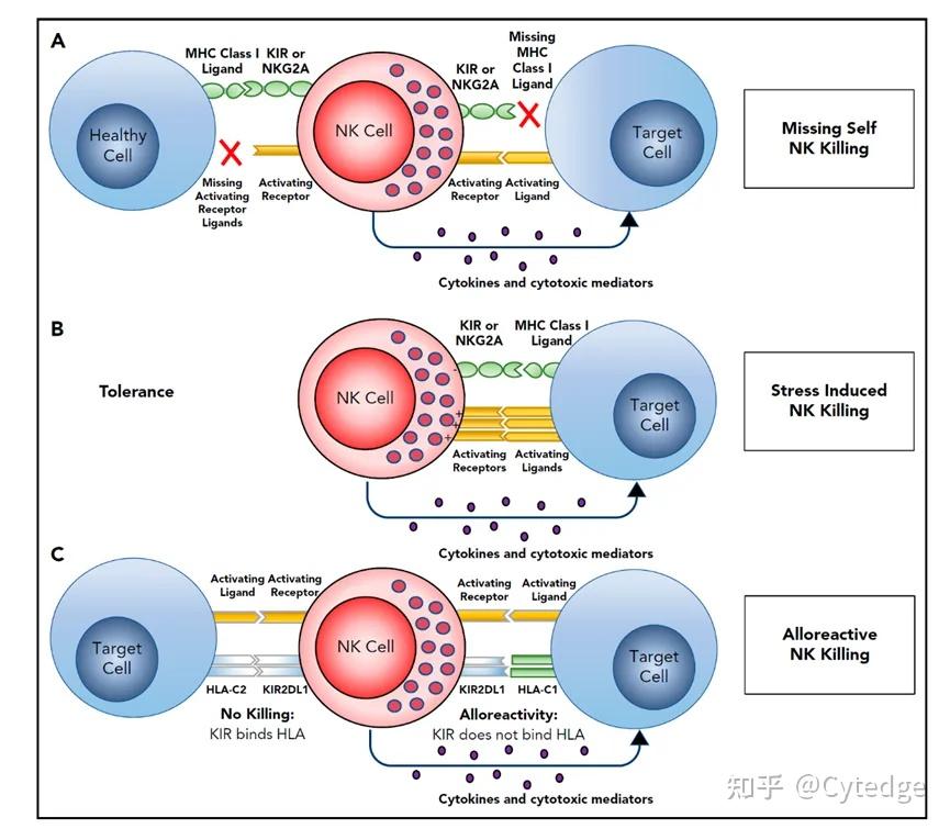 NK细胞的HLA和KIR的配型-上篇 - 知乎