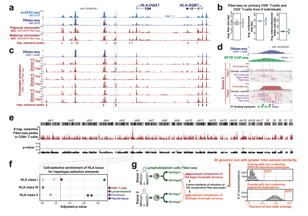 贝瑞基因全面解析丨Fiber-seq引领多组学研究新浪潮 - 知乎