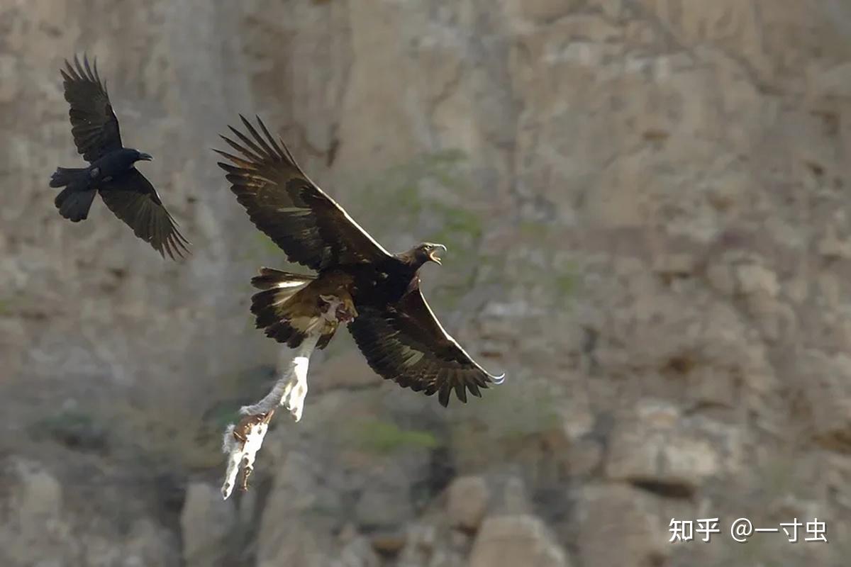 号称猛禽之王的金雕，有啥特别之处？空中击杀天鹅，地面捕食野狼 - 知乎
