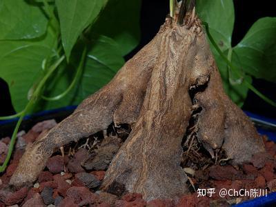 多肉植物全图鉴11：薯蓣科（Dioscoreaceae），薯蓣属（Dioscorea） - 知乎