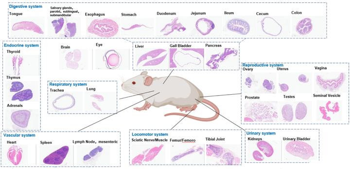 【病理专题】小鼠组织取材 - 知乎