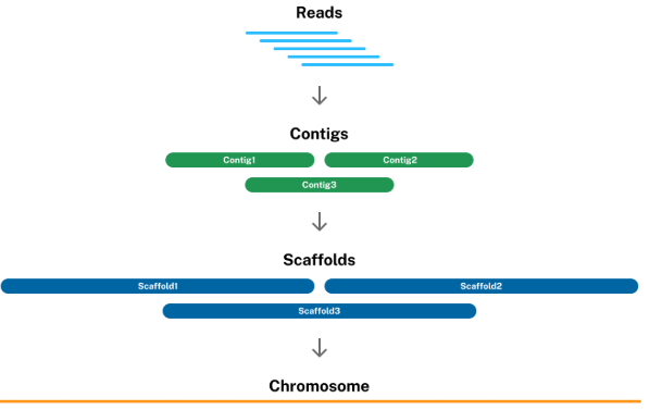 生信名词拆解：read、contig、scaffold是什么？ - 知乎