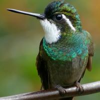 Shapefile转ldb(Delft3d) - 知乎