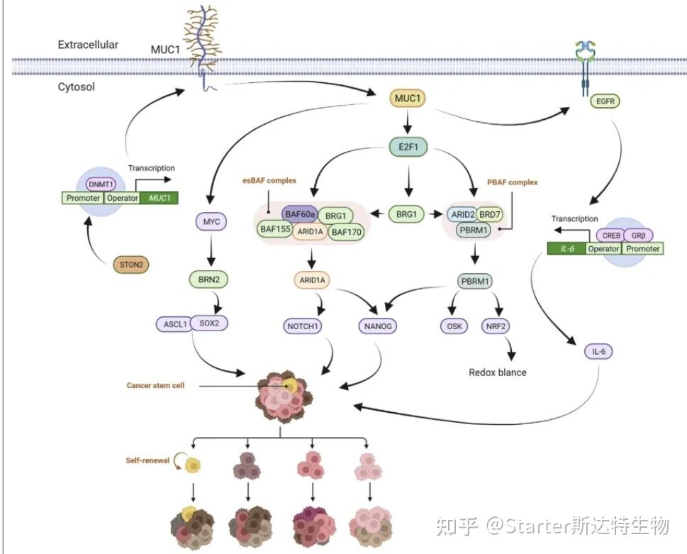 MUC1（Mucin1)/CD227与肿瘤治疗 - 知乎