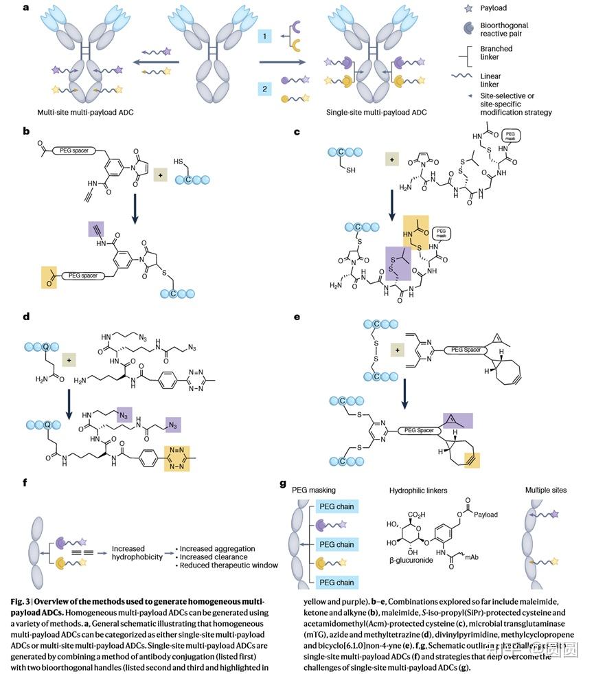 均相多载荷抗体偶联物（Homogeneous multi-payload antibody–drug conjugates） - 知乎