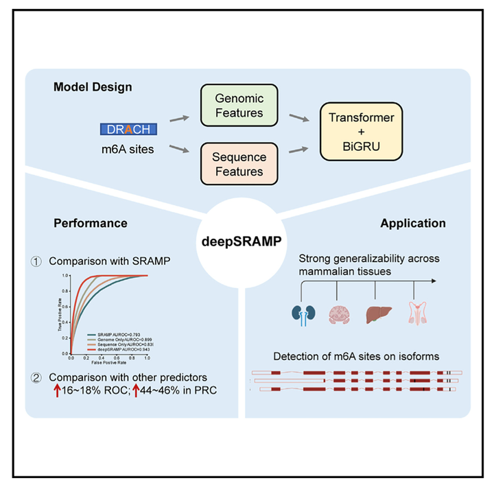 【基预科技】Transformer-BiGRU：用于哺乳动物m6A位点预测的组合深度学习框架 - 知乎