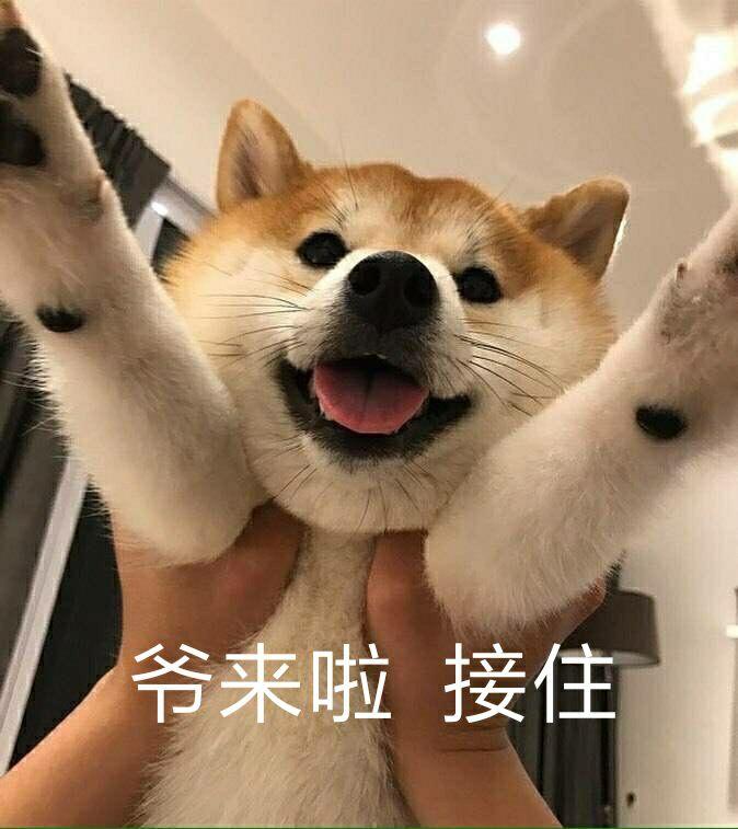 你们有哪些可爱的狗狗表情包吗？ - 知乎