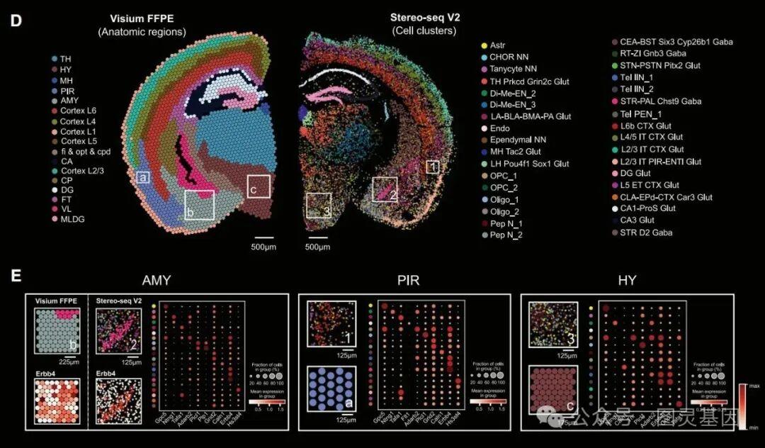 Cell ｜ 华大基因：Stereo-seq V2以单细胞精度重塑FFPE空间全转录宇宙 - 知乎