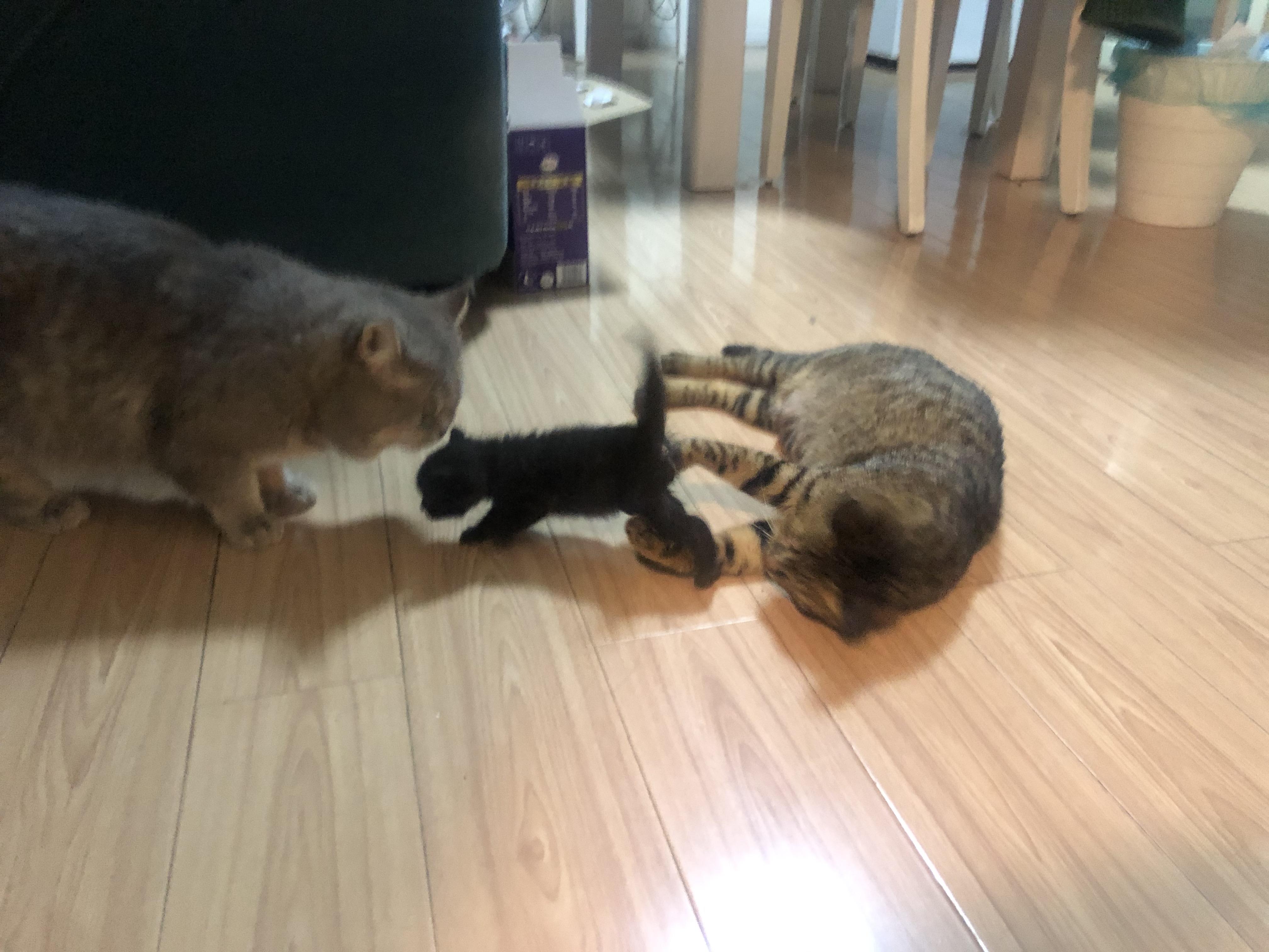 如何购买一只中华田园猫（普通小猫）？ - 知乎