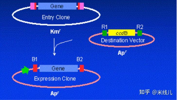 CCDB毒性元件 - 知乎