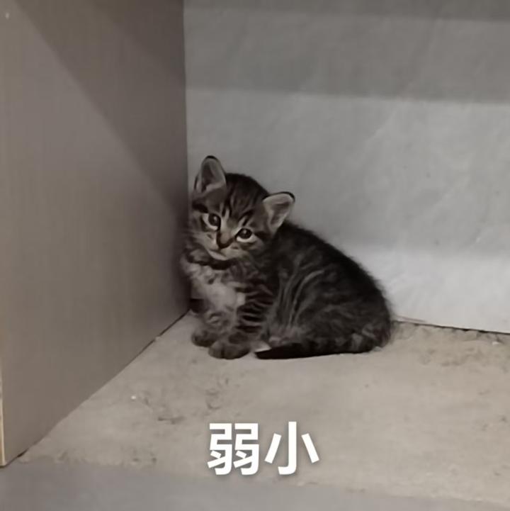 一文贯通图像对比学习技术——从InstDisc、MoCo、SimCLR到DINO系列 - 知乎