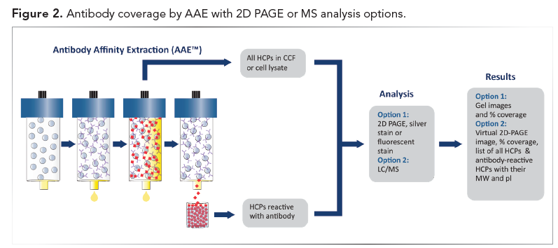 HCP抗体覆盖率验证解决方案（二）AAE-2D&MS - 知乎