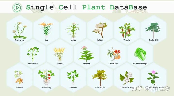 7个实用的植物单细胞研究数据库 - 知乎