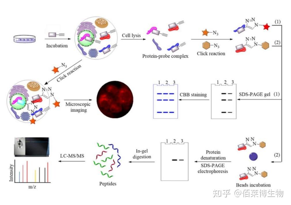 化学蛋白质组学（ABPP）实验技术 - 知乎