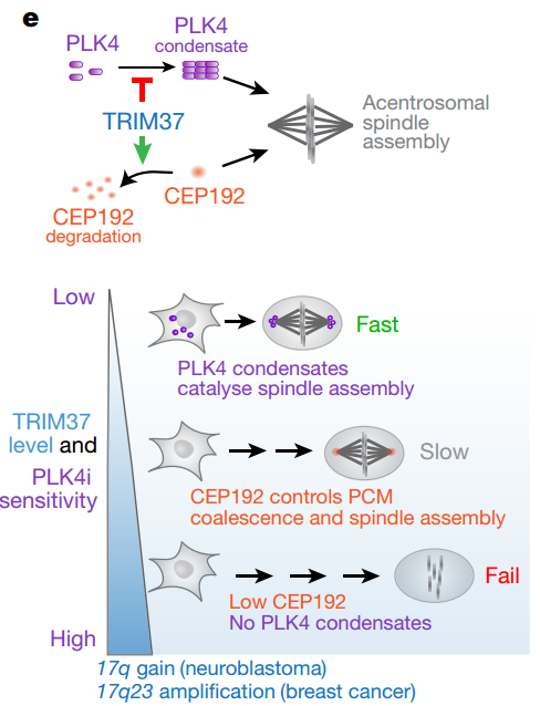 Nature背靠背丨揭秘细胞分裂的“变阻器”TRIM37 - 知乎