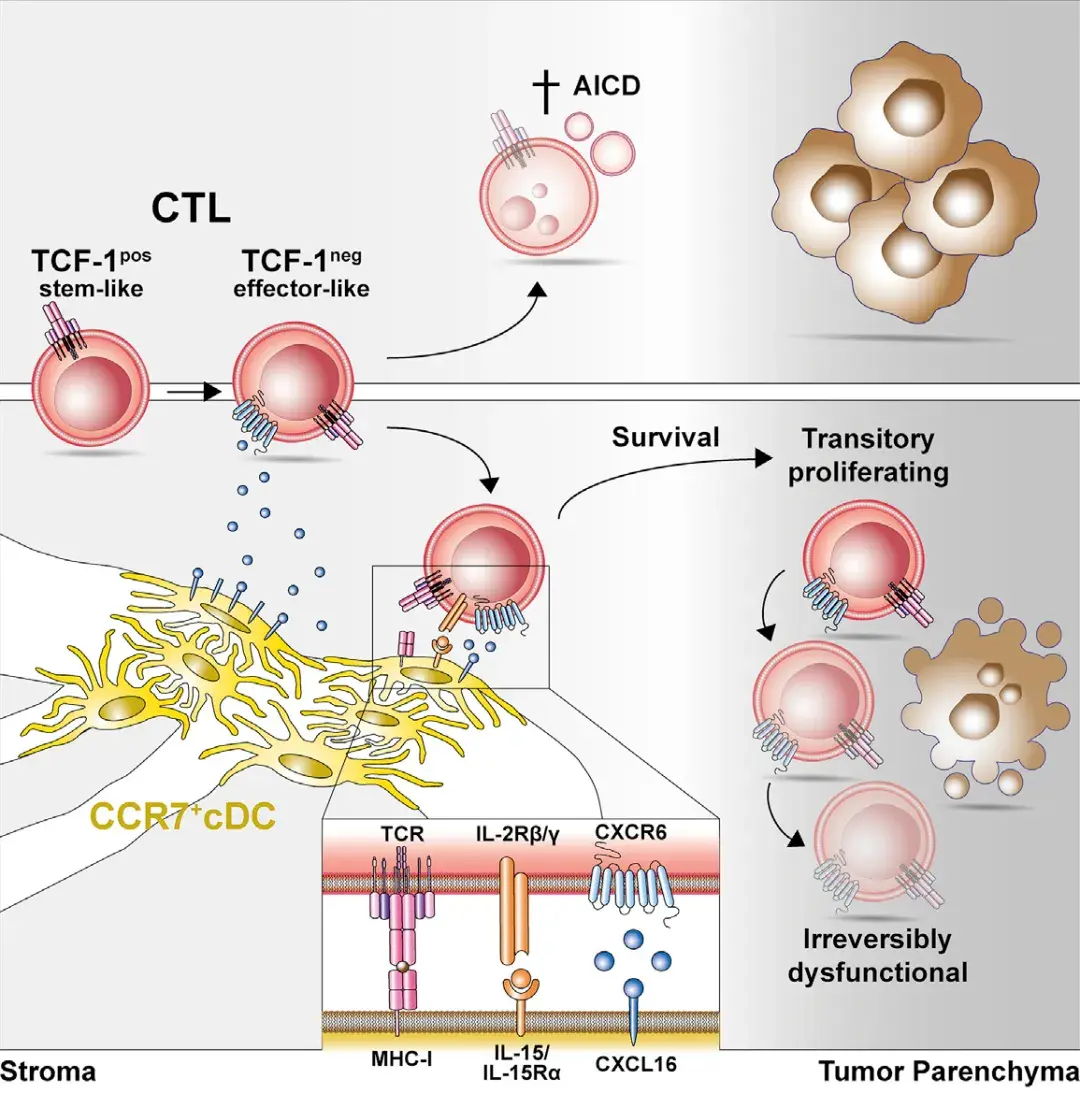 Cell|Thorsten R Mempel团队指出CXCR6可在肿瘤微环境中定位CTL的关键存活信号 - 知乎