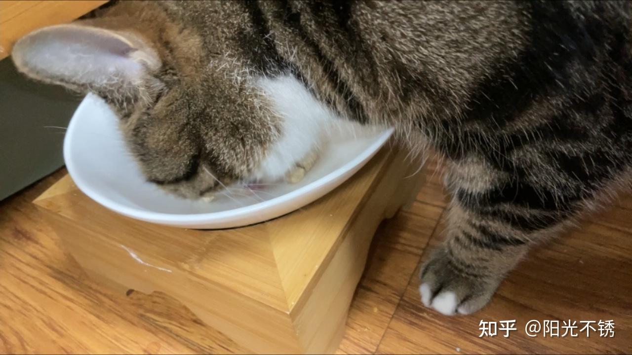 猫毛过敏有救了，我居然两周脱敏！ - 知乎