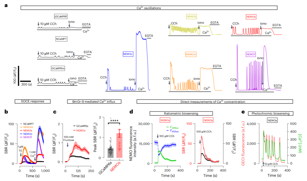小布解读 | Nat Methods | 王友军/章晓辉/唐爱辉团队合作开发新型钙指示剂 NEMO-具有大动力学和高灵敏度 - 知乎