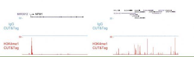 CUT&Tag Assay Kit免费试用装来啦~~~ - 知乎