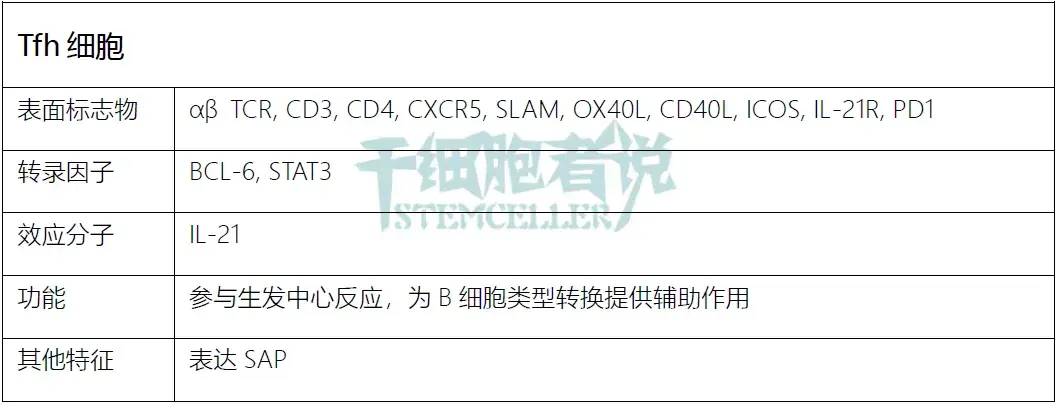 T 细胞大观：T 细胞亚群！ - 知乎