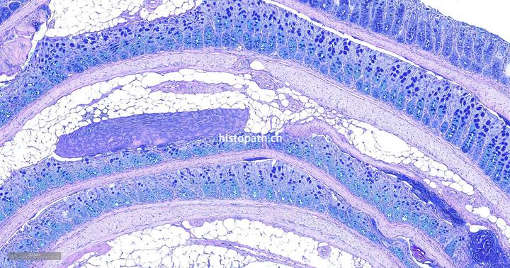 AB-PAS染色步骤及结果分析 - 知乎