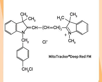 MitoTracker Deep Red FM试剂的染色步骤贴壁细胞 - 知乎