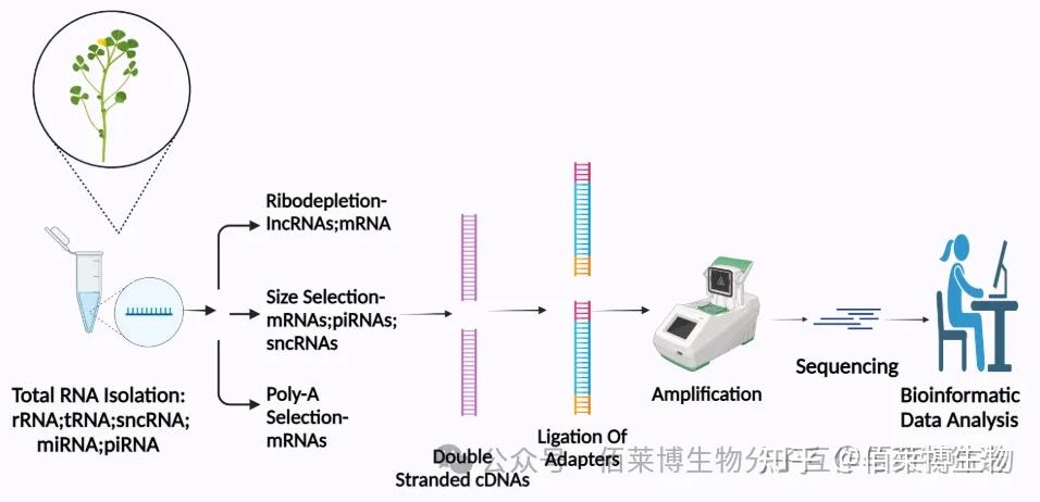从预测到验证——转录因子-启动子研究的流程 - 知乎