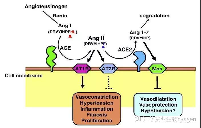 ACE2功能全解析 - 知乎