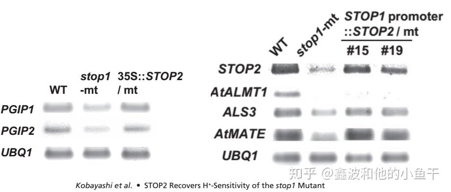 抗酸性土壤铝毒害的关键转录因子——STOP1 - 知乎