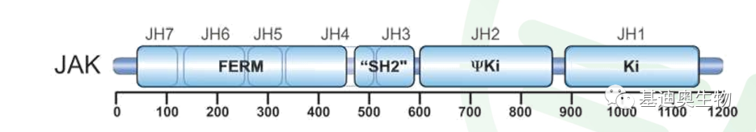 简洁优雅中蕴含着深度—JAK-STAT信号通路 - 知乎
